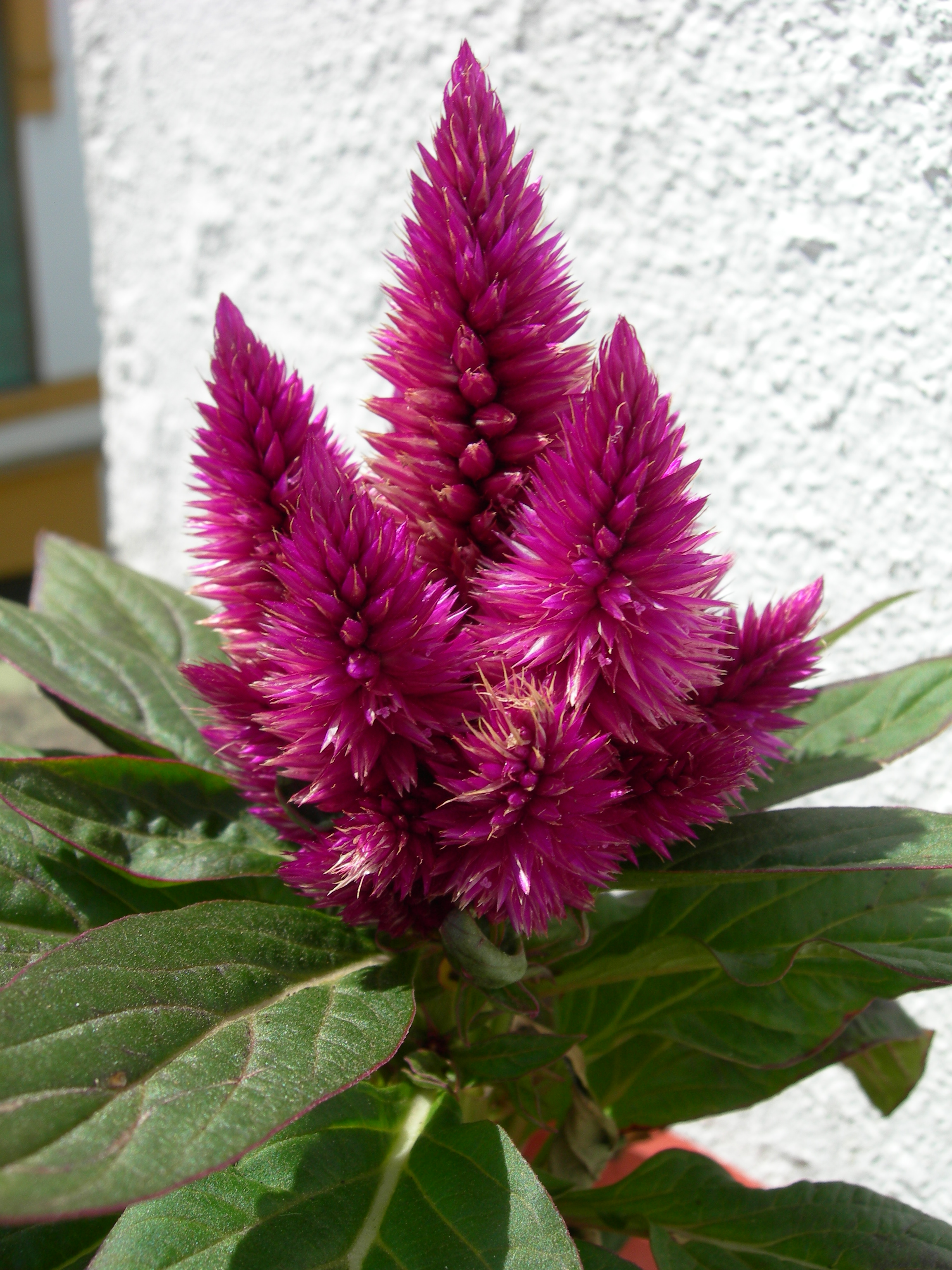 Annual Plants That Bloom All Summer