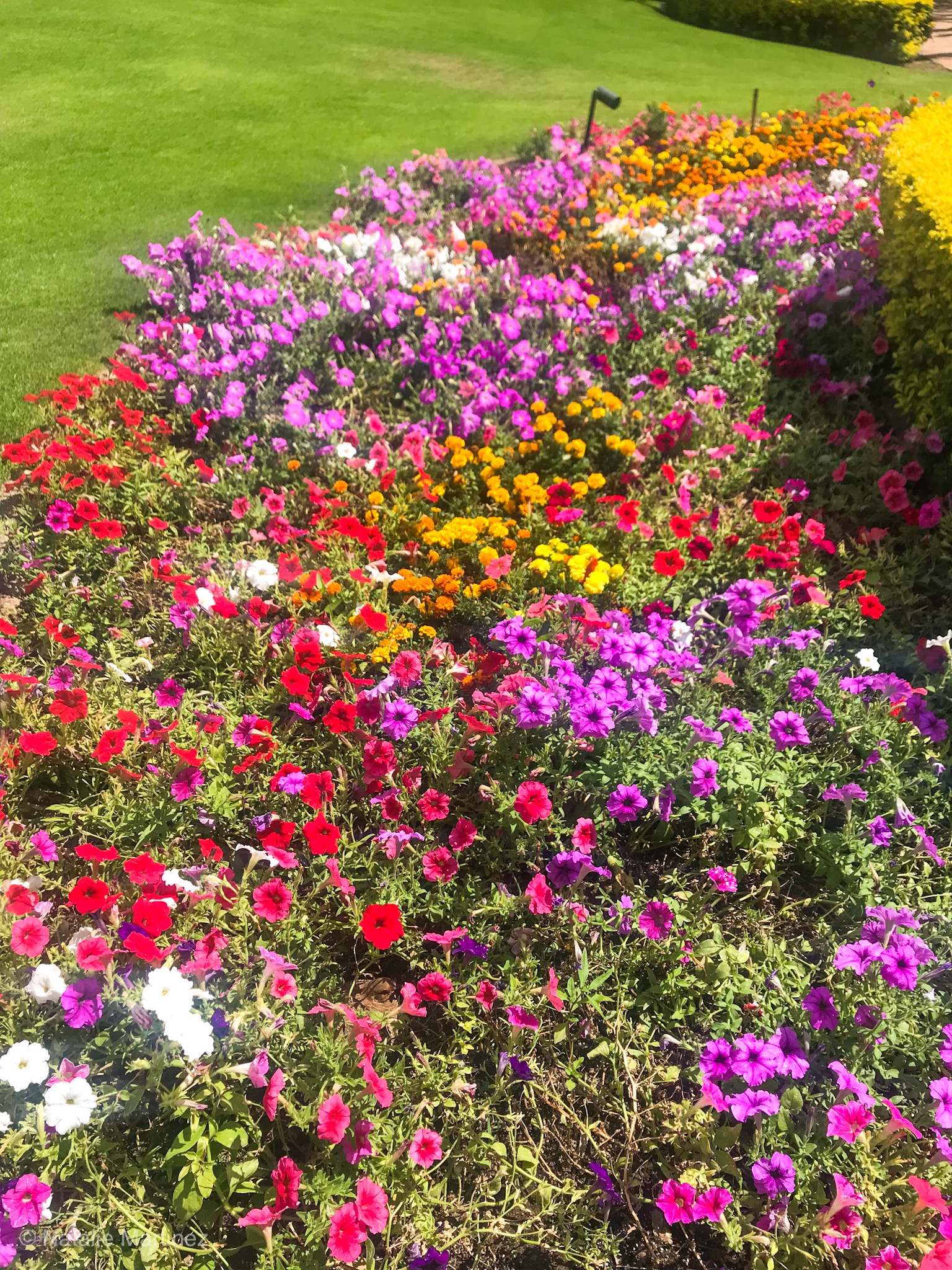 16 Annuals That Bloom ALL Summer Long Natalie Linda