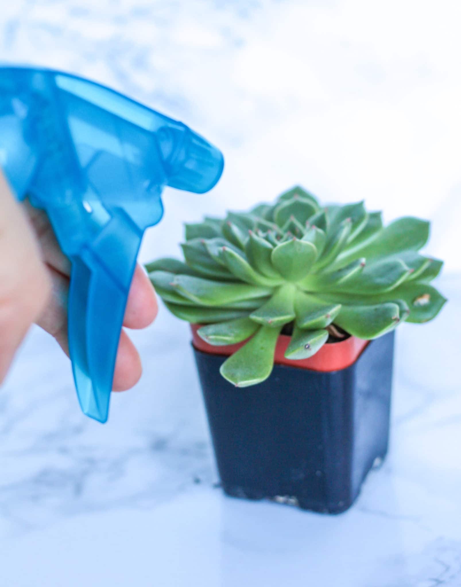 spray bottle and succulent – NATALIE LINDA
