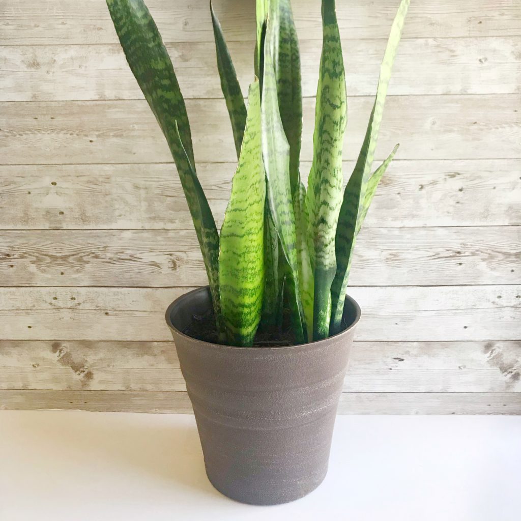 Snake Plant Care The Easiest Indoor Succulent Houseplant Design A Snake Plant Care The Easiest Indoor Succulent Houseplant Design A