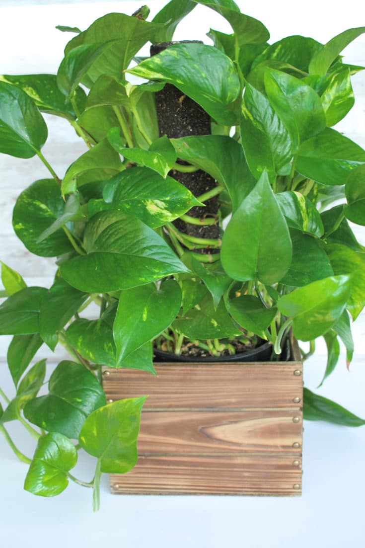 How to Grow a Fuller Pothos Plant – NATALIE LINDA