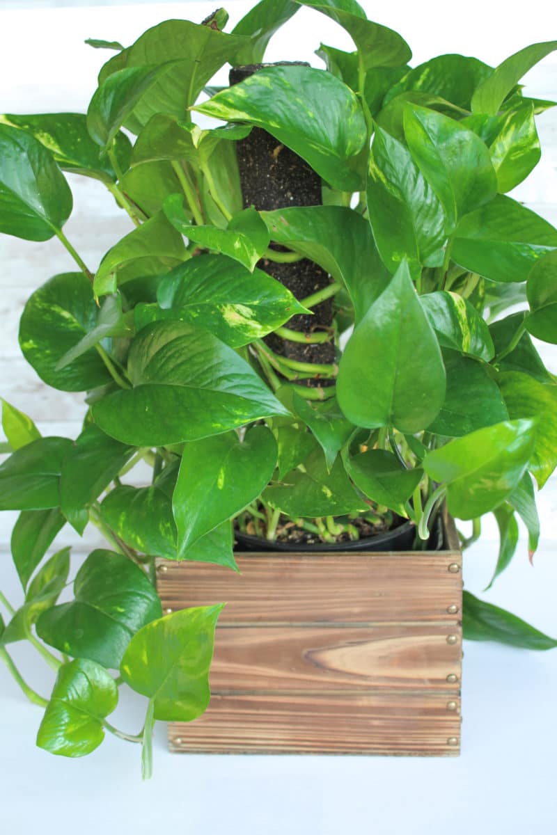 How to Grow a Fuller Pothos Plant – NATALIE LINDA