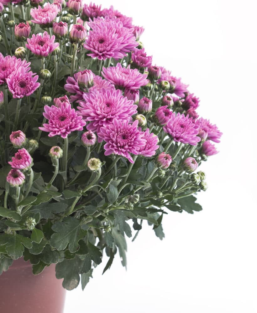 Gardening Archives - Natalie Linda