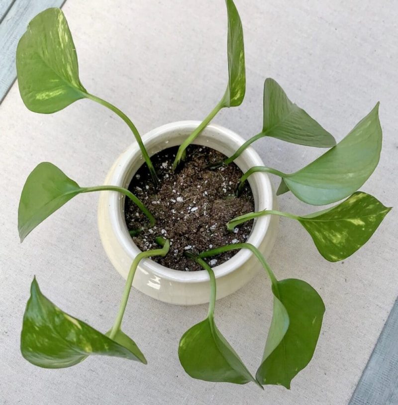 Pothos Propagation: How to Grow Pothos Cuttings – NATALIE LINDA
