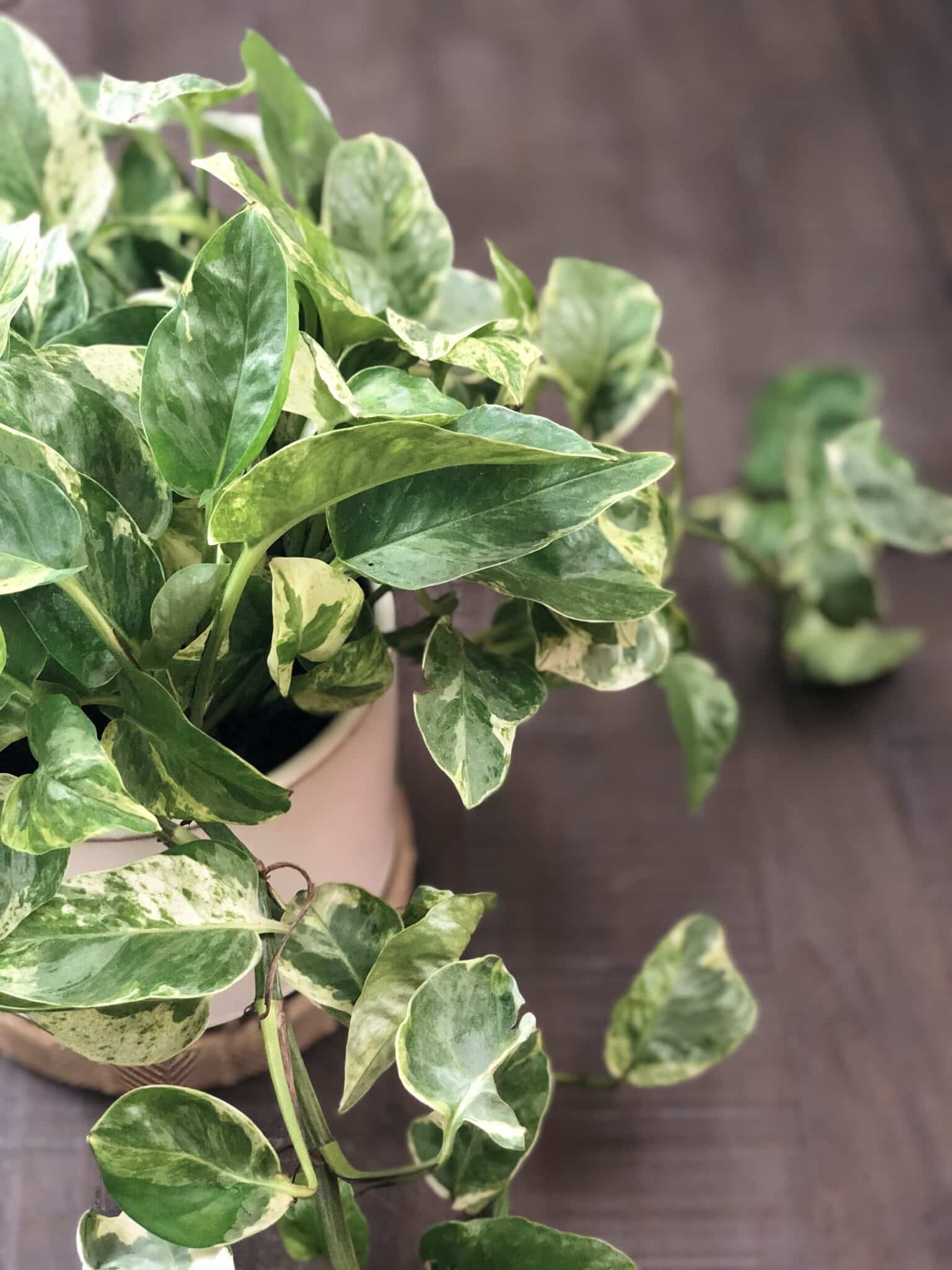 How to Care for a Pothos Plant: The Perfect Houseplant for Beginners ...