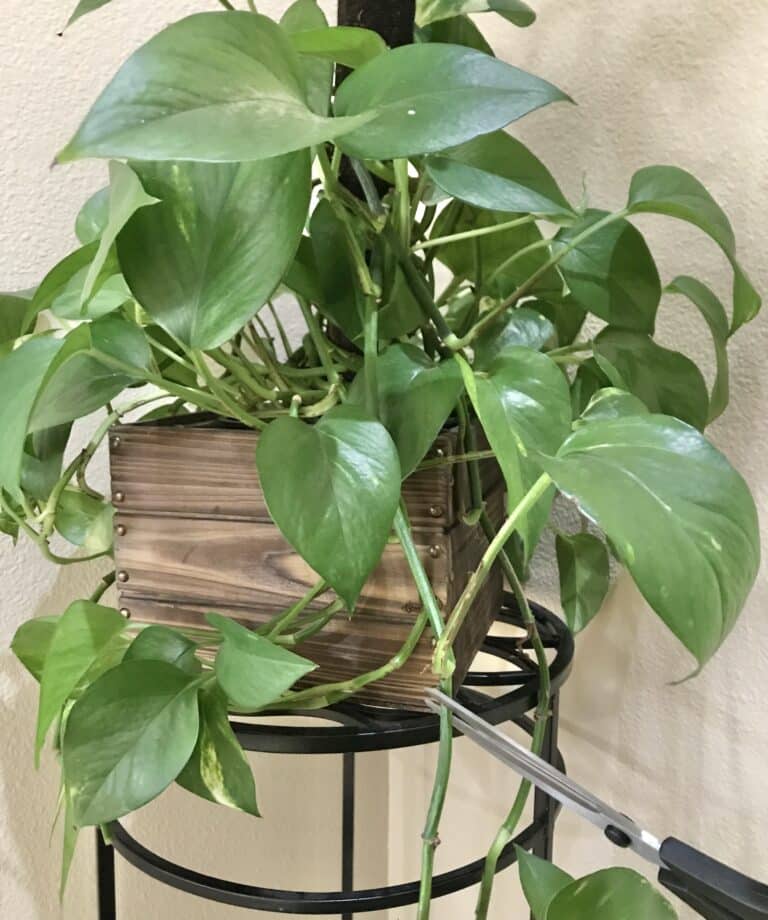 How to Grow a Fuller Pothos Plant – NATALIE LINDA