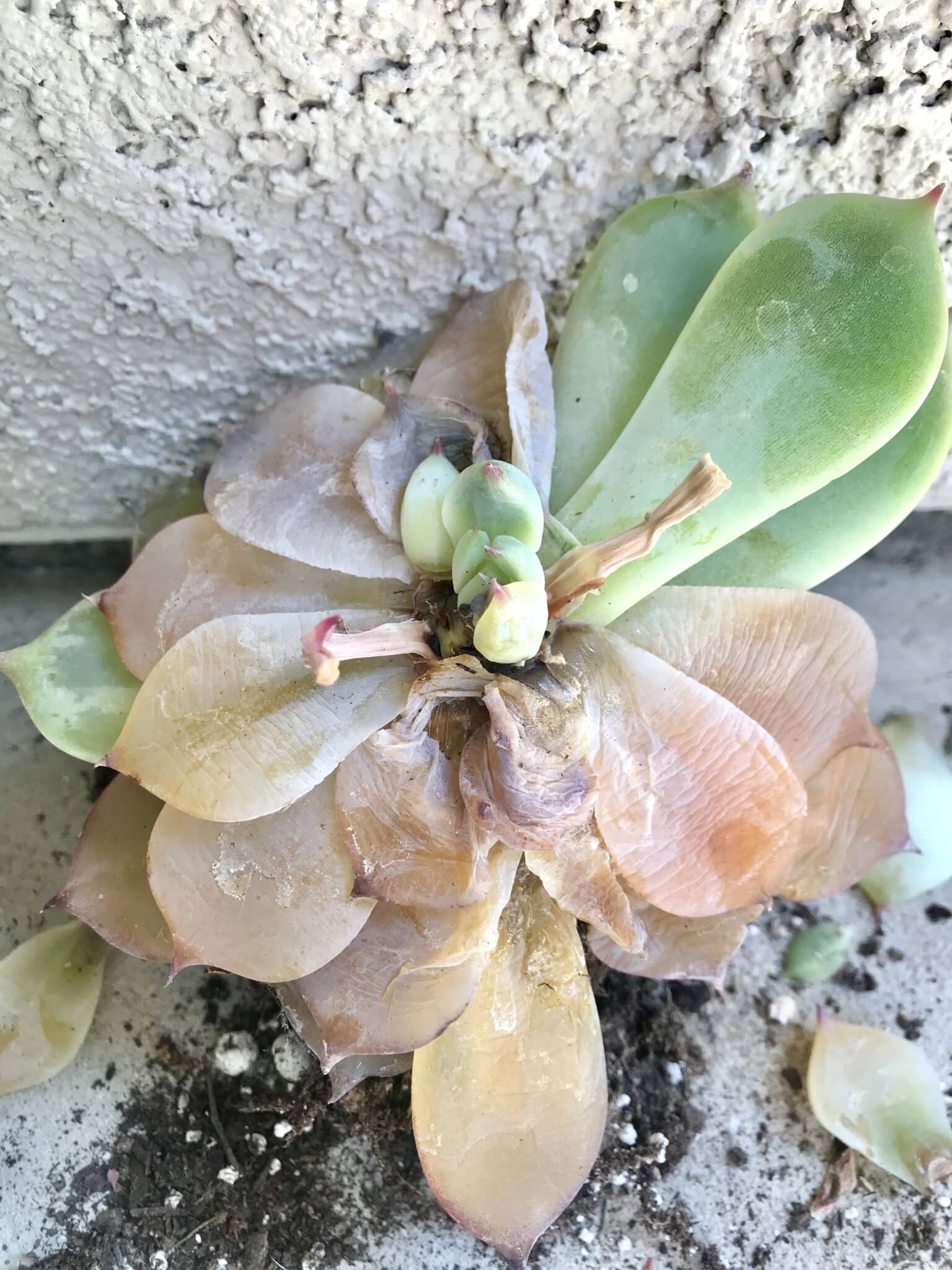 Succulent Leaves Falling Off When Touched: Top Causes and Solutions ...