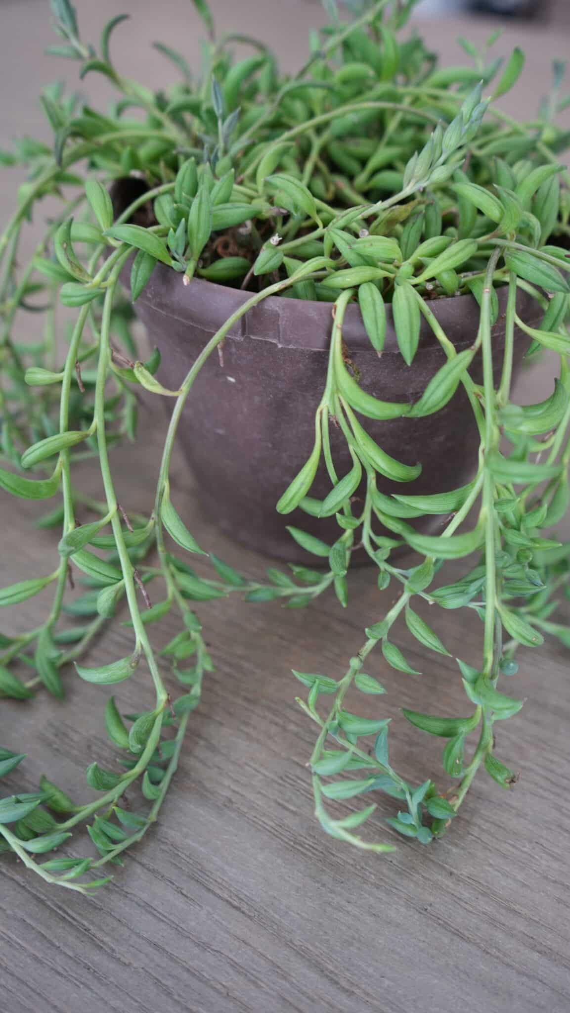 Growing String of Bananas Plant: How to Care Guide – NATALIE LINDA