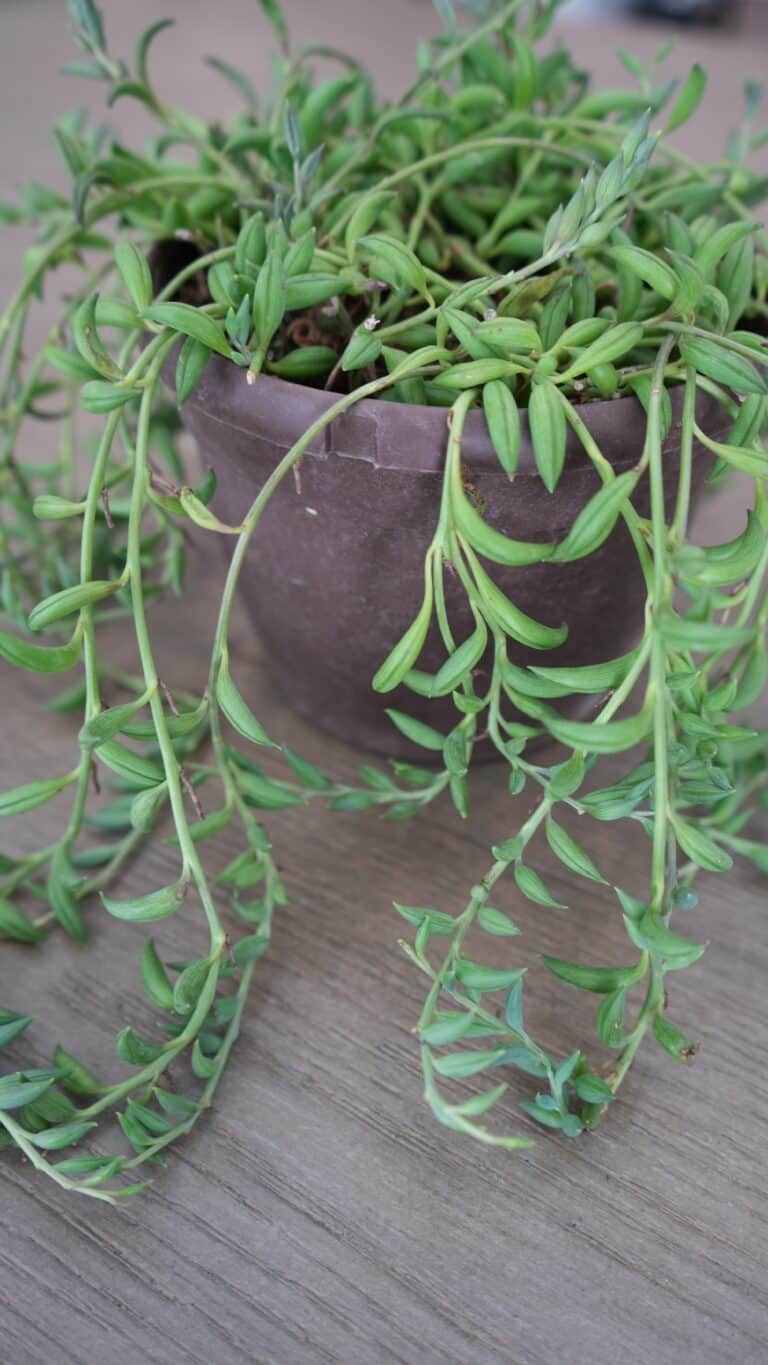 Growing String of Bananas Plant: How to Care Guide – NATALIE LINDA