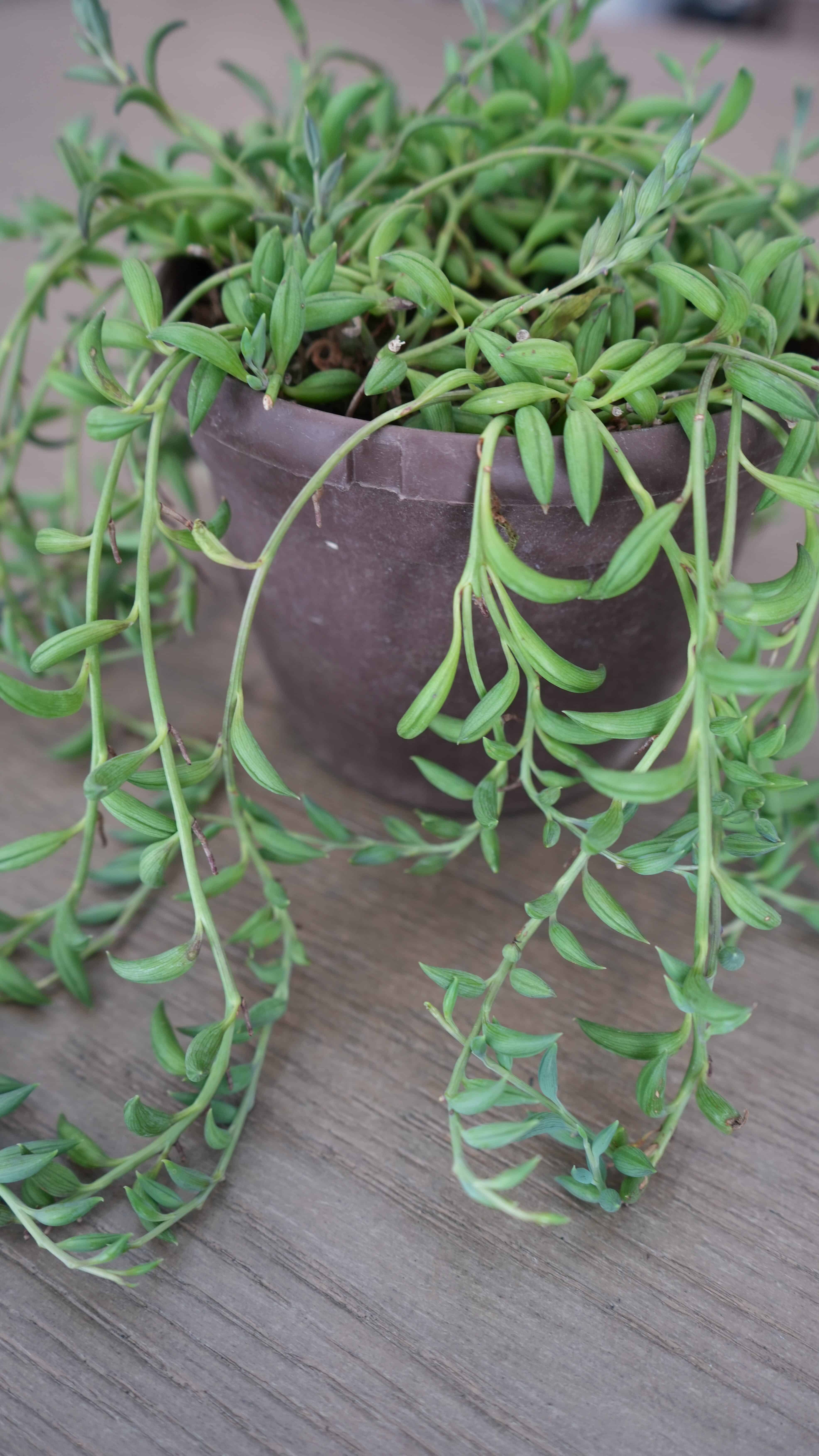 Growing String of Bananas Plant: How to Care Guide – NATALIE LINDA