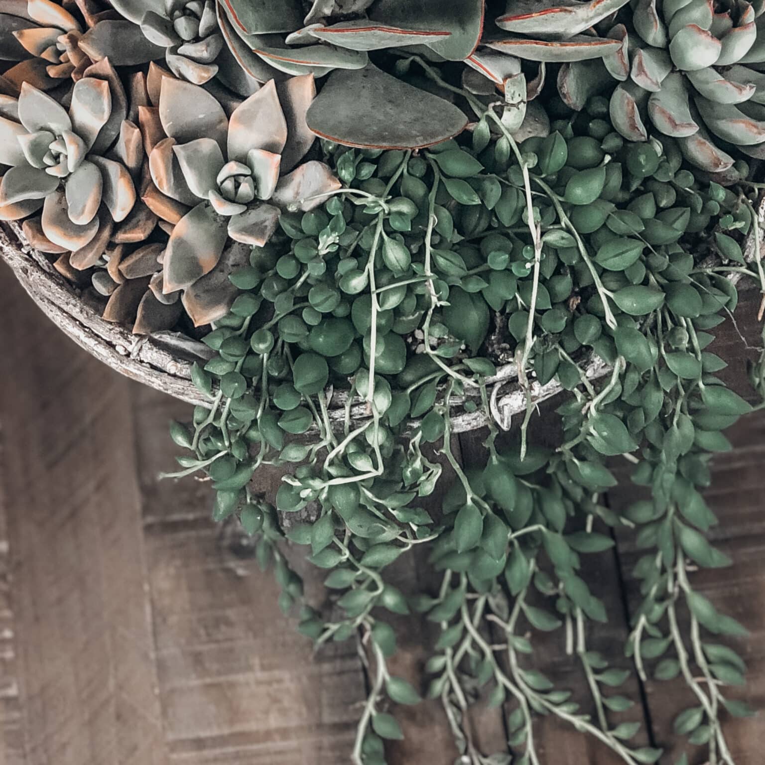 Growing String of Bananas Plant: How to Care Guide – NATALIE LINDA