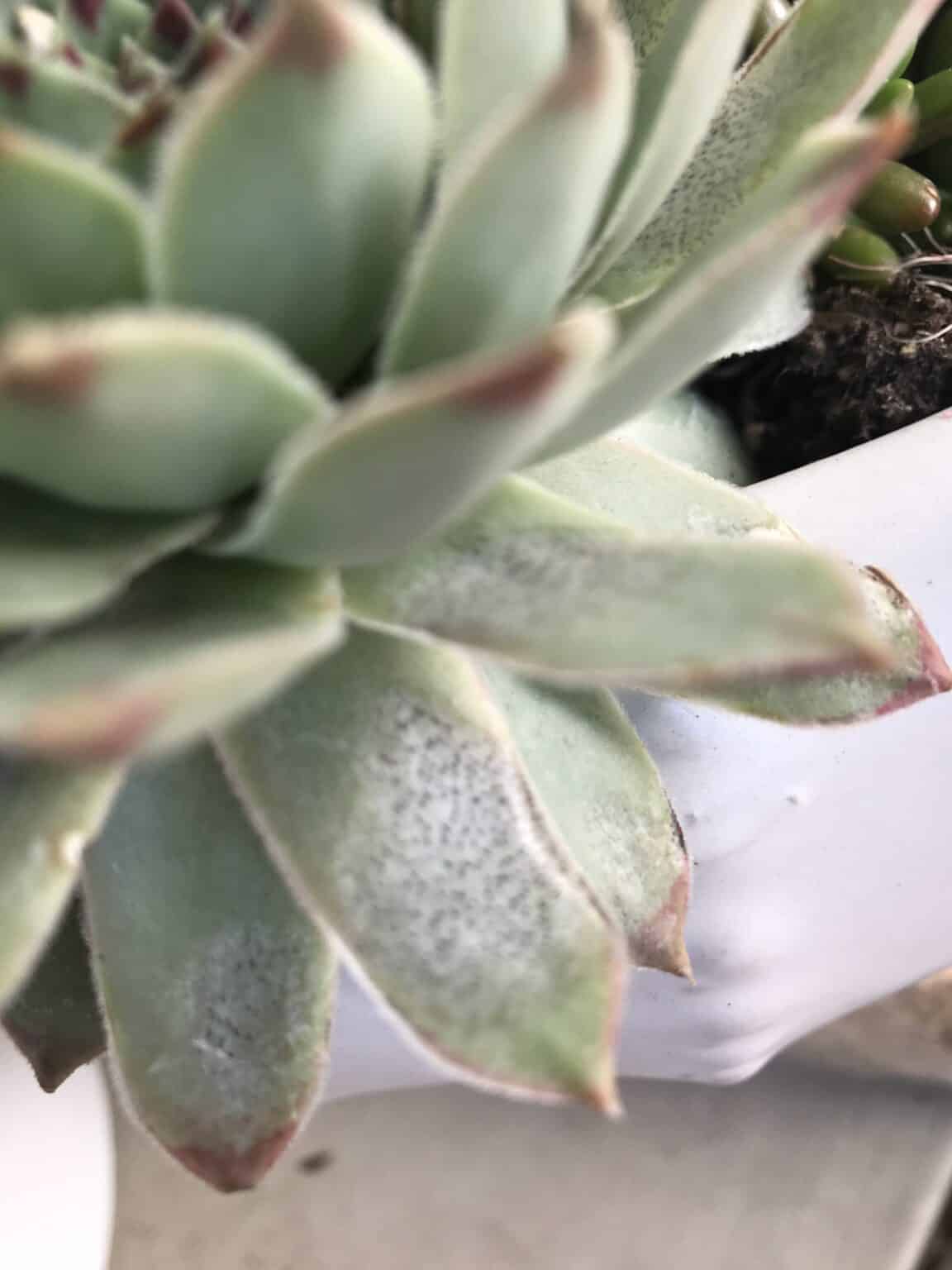 Best Full Sun Succulents for a Beautiful Outdoor Garden – NATALIE LINDA