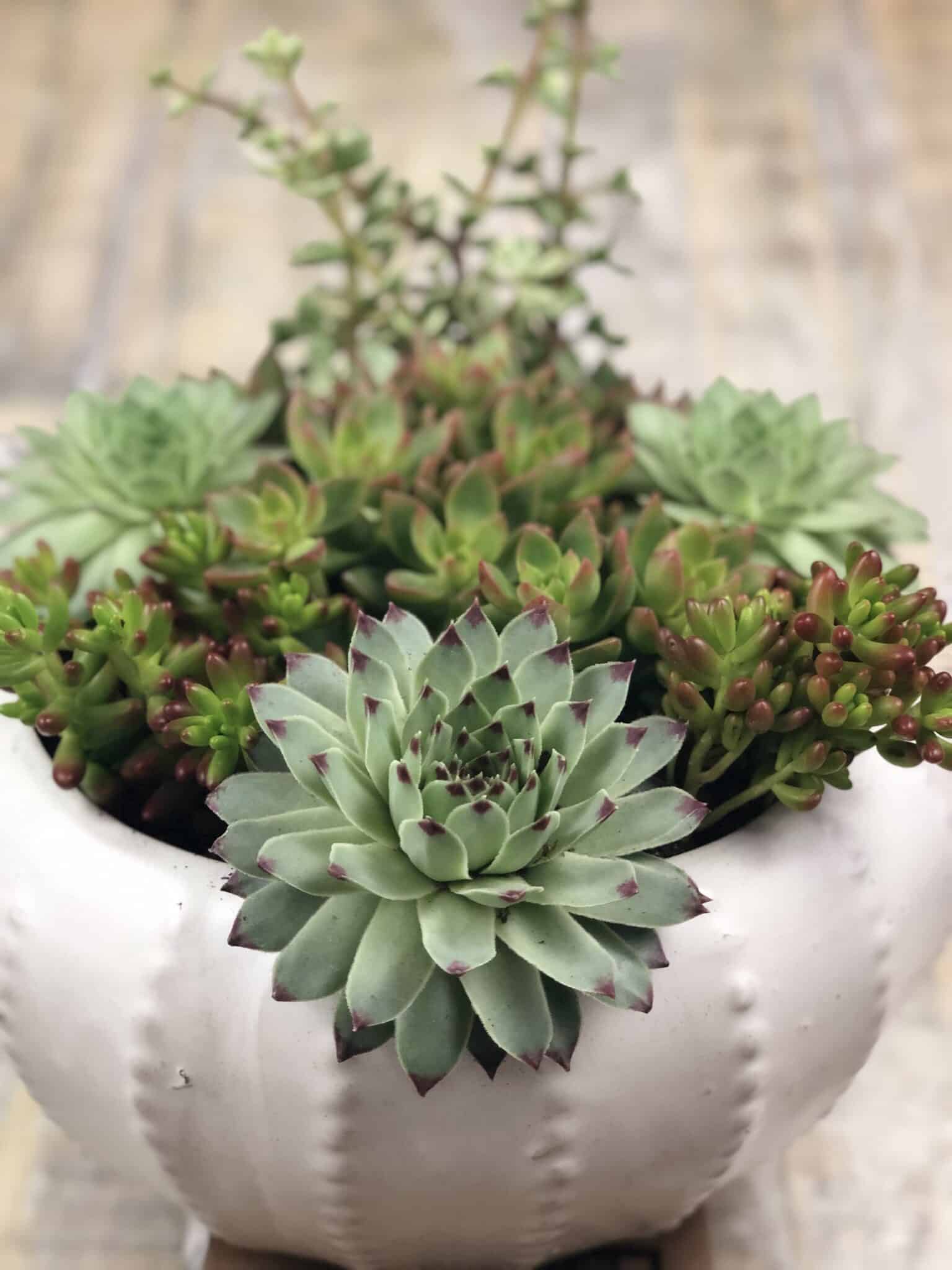 DIY Succulent Arrangements: Fun and Easy Ideas for Your Home - NATALIE ...