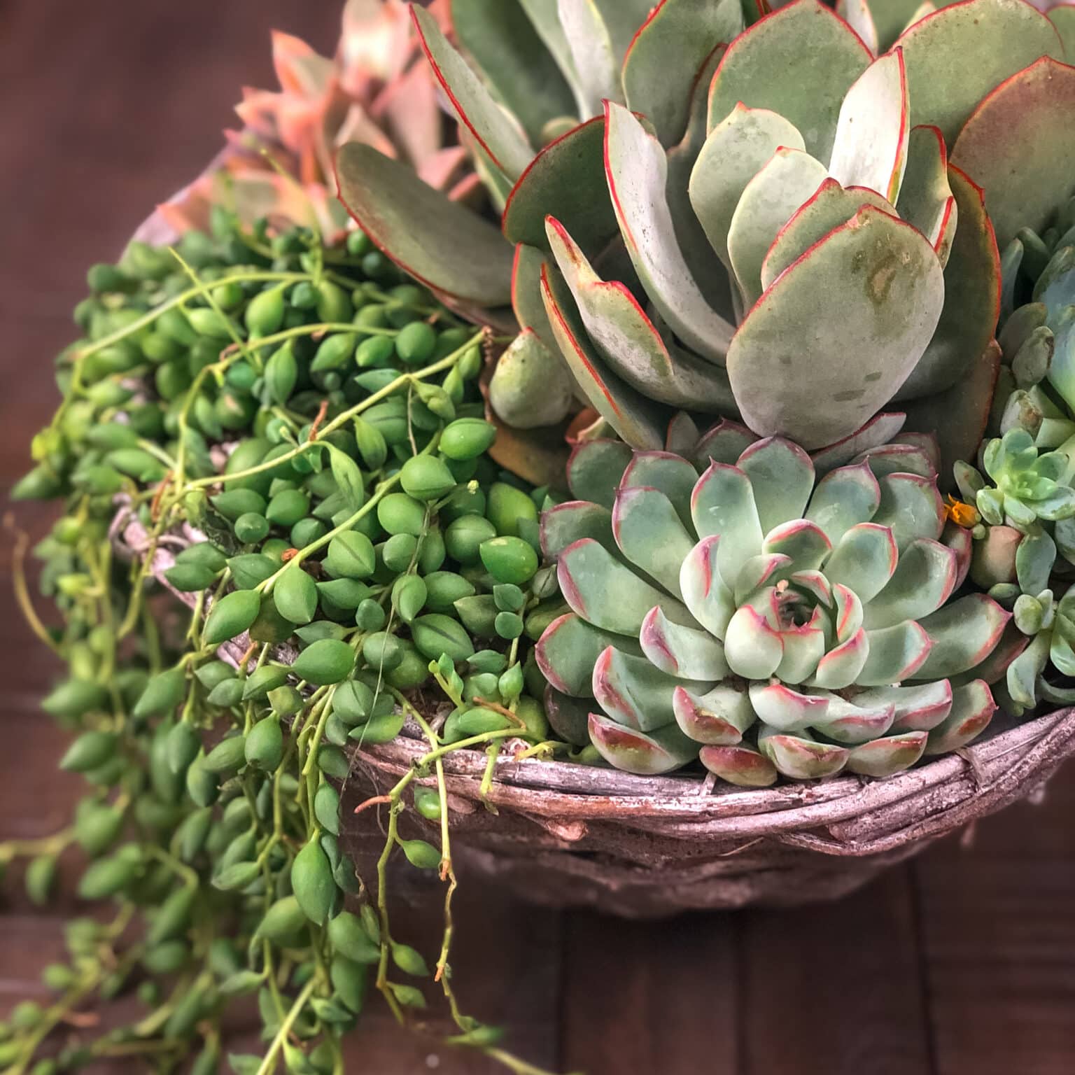 Succulent Bowl Care: Easy Tips for Beautiful Arrangements – NATALIE LINDA