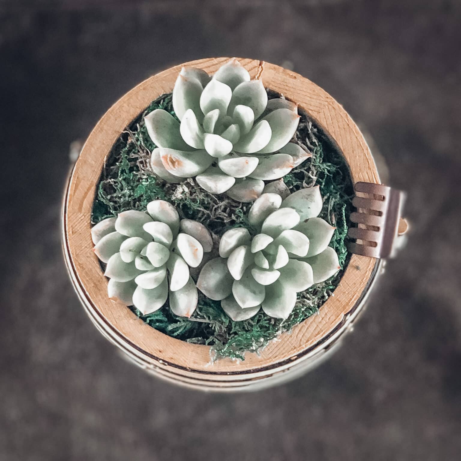 DIY Succulent Arrangements: Fun and Easy Ideas for Your Home – NATALIE ...