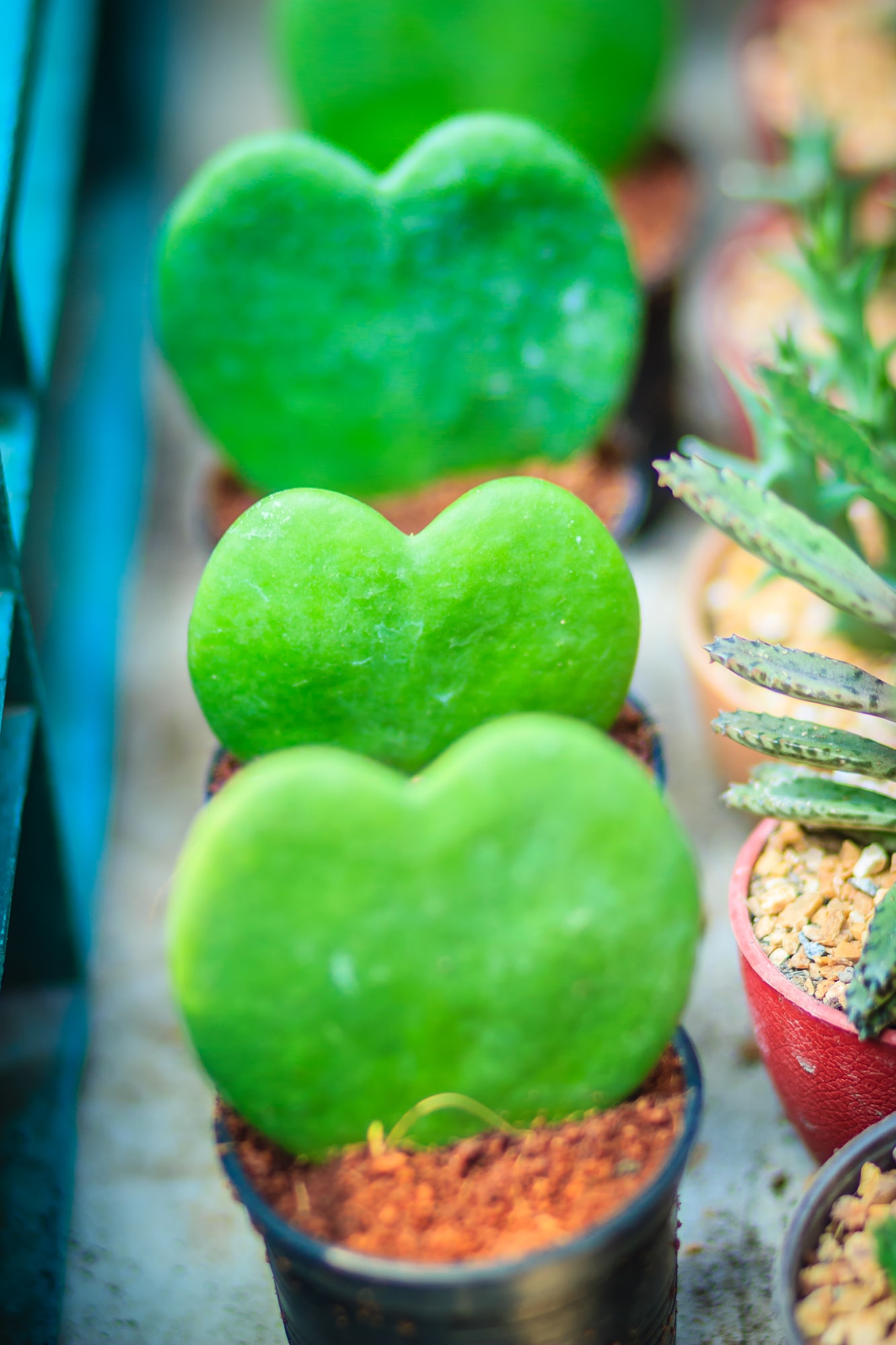 Hoya Kerrii Plant Care: Tips for How to Water Sweetheart Hoya – NATALIE ...