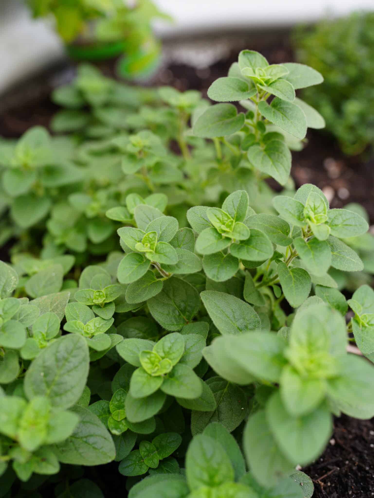 The Best Herb Combinations to Plant Together for a Thriving Garden ...