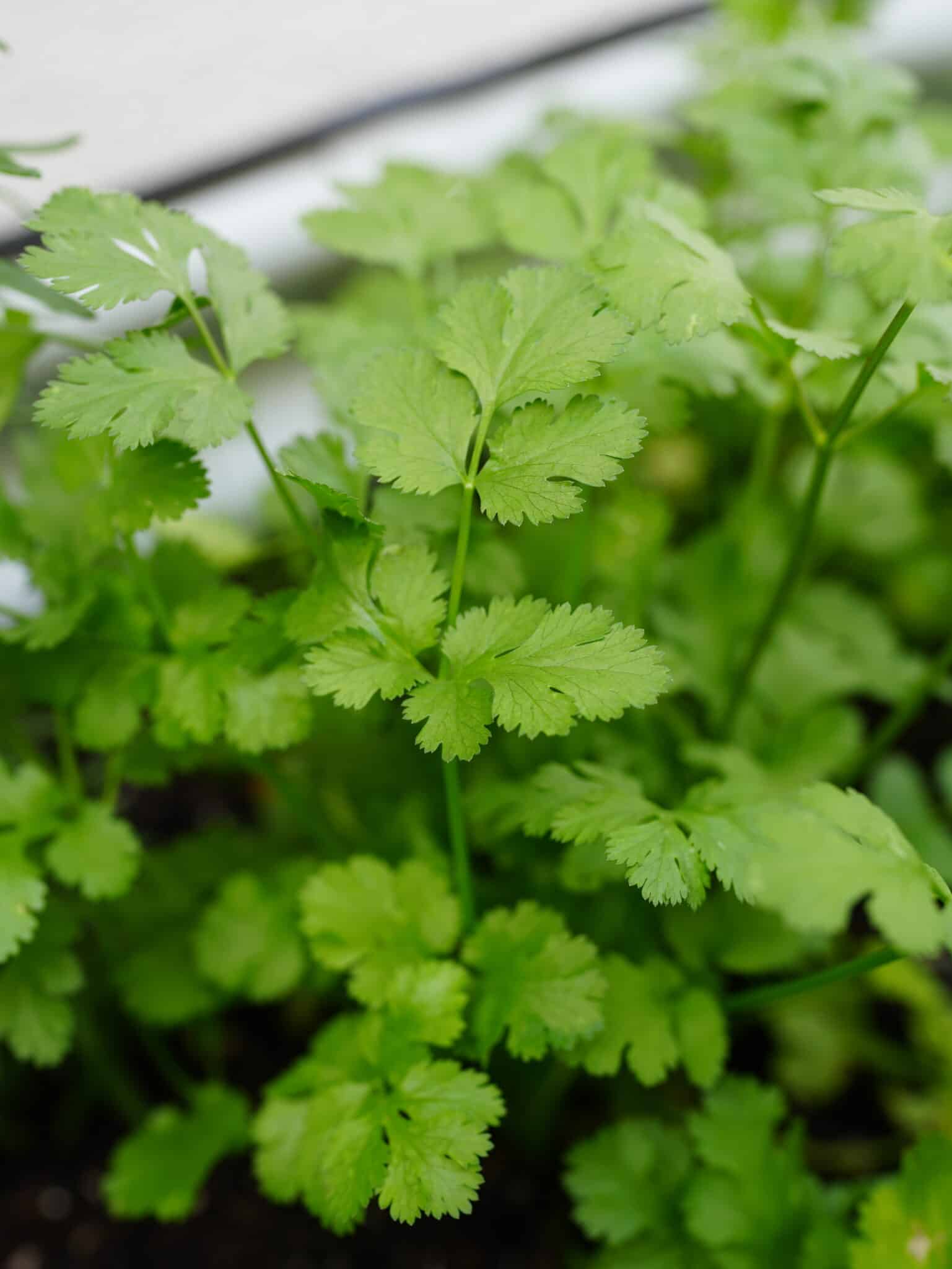The Best Herb Combinations to Plant Together for a Thriving Garden ...