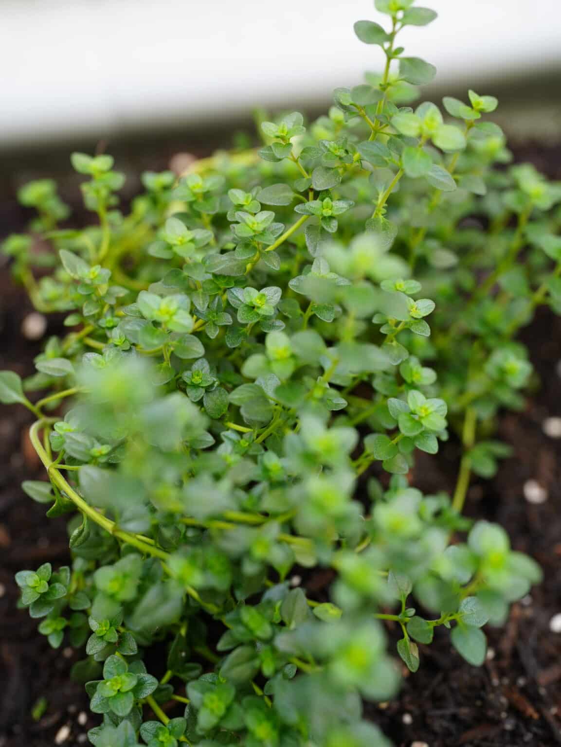 17 Drought-Tolerant Perennials to Beautify Your Garden – NATALIE LINDA