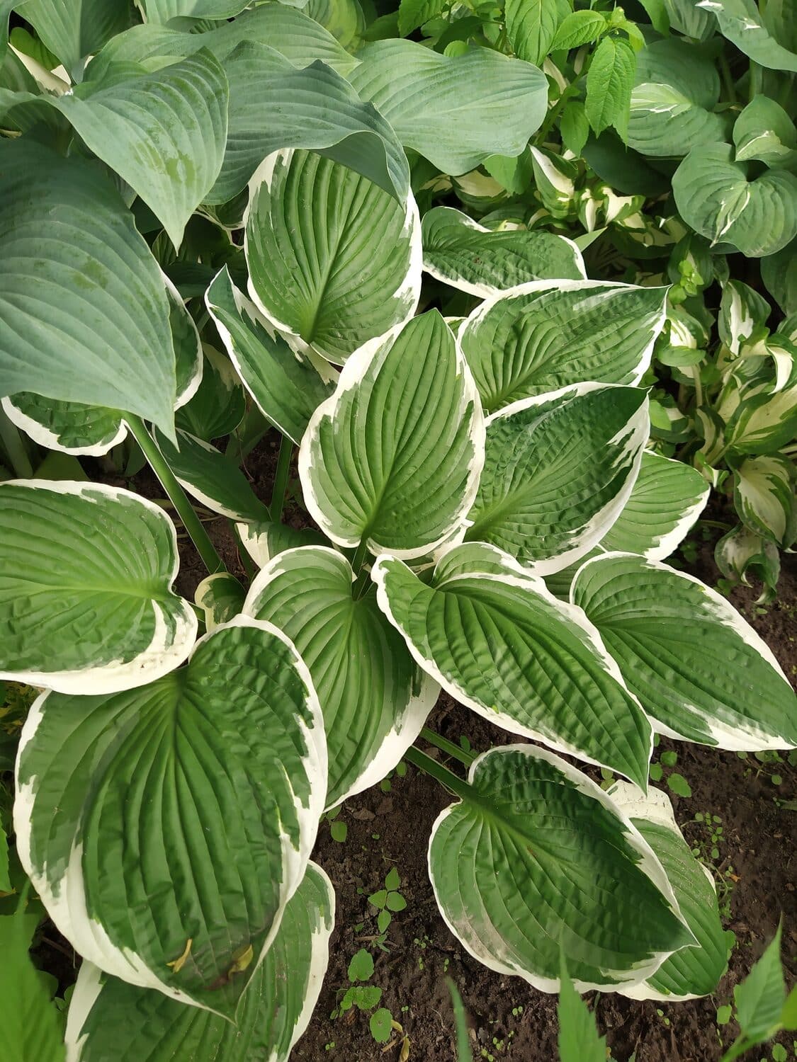Shade Loving Plants for Containers: A Guide to Choosing the Best Plants ...