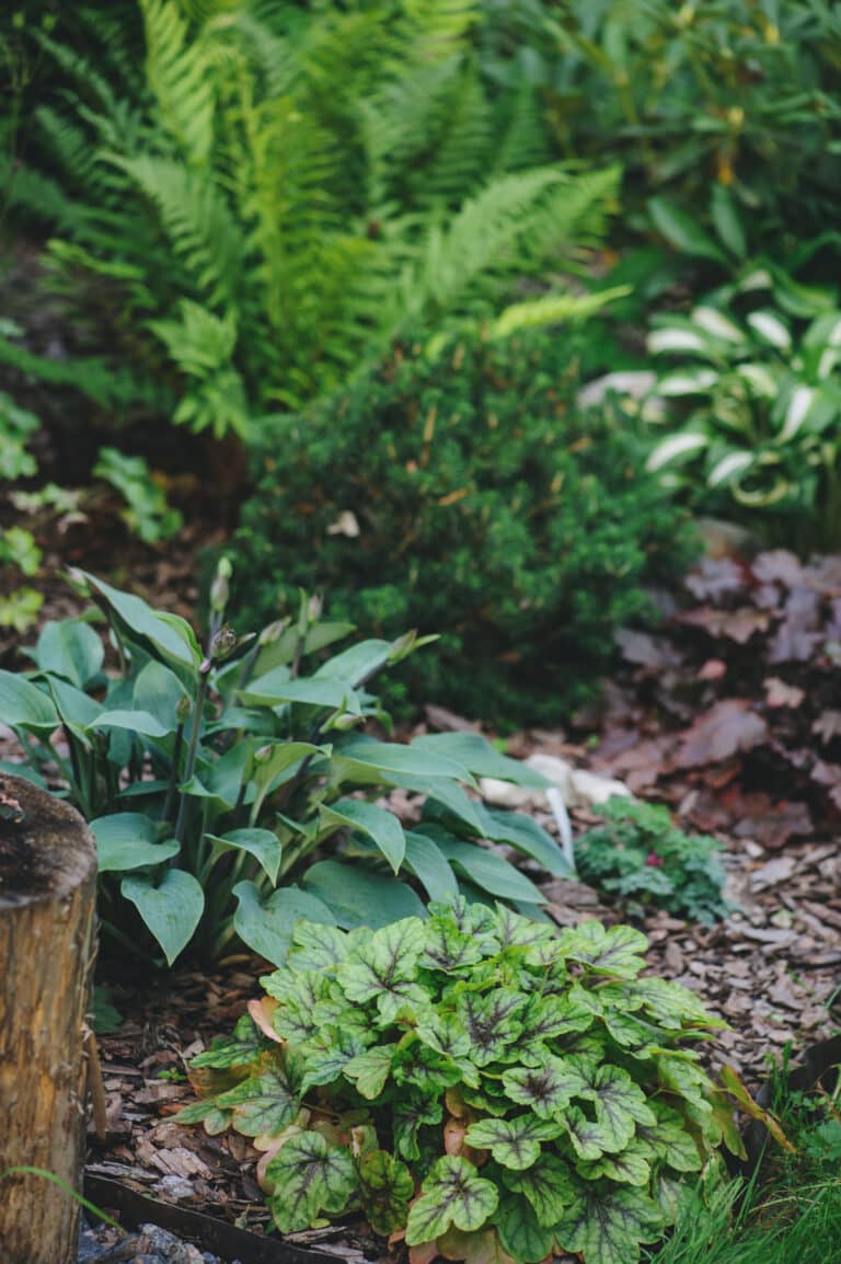10 Shade Plants That Thrive in the Heat: The Toughest Plants for Warm ...