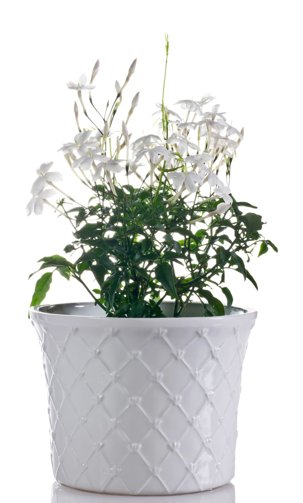 9 Best Indoor Flowering Plants for Winter to Brighten Your Home for the ...
