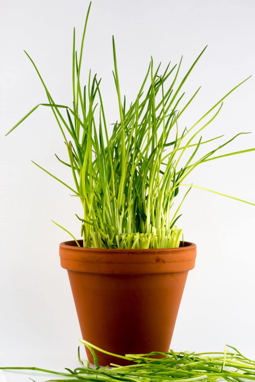 11 Best Herbs to Grow Indoors for Fresh Flavors Year-Round - NATALIE LINDA