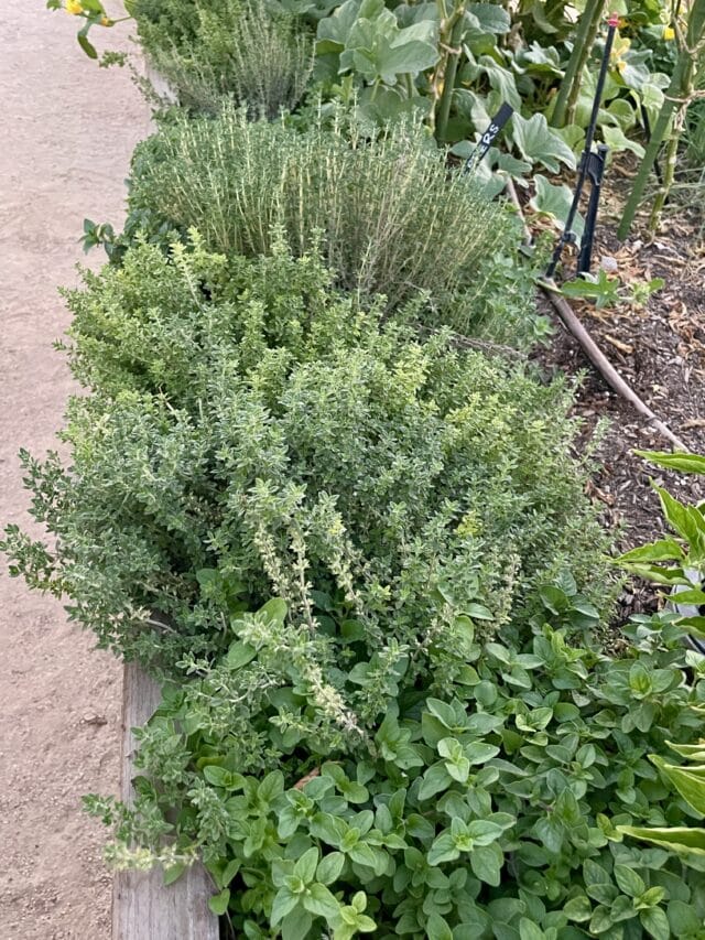 The Best Herb Combinations to Plant Together for a Thriving Garden ...