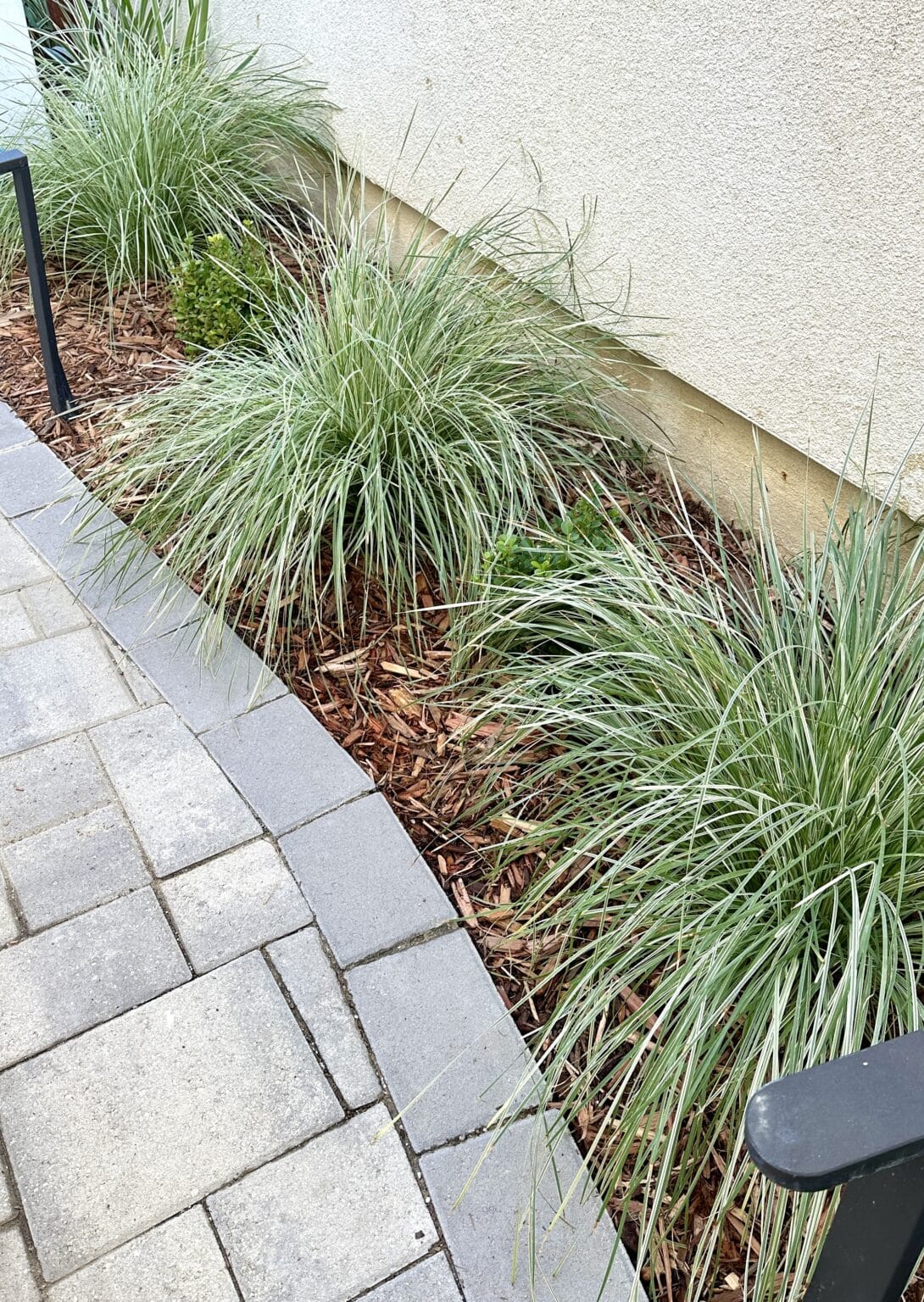 18 Plants to Elevate Your Small Backyard Landscaping – NATALIE LINDA