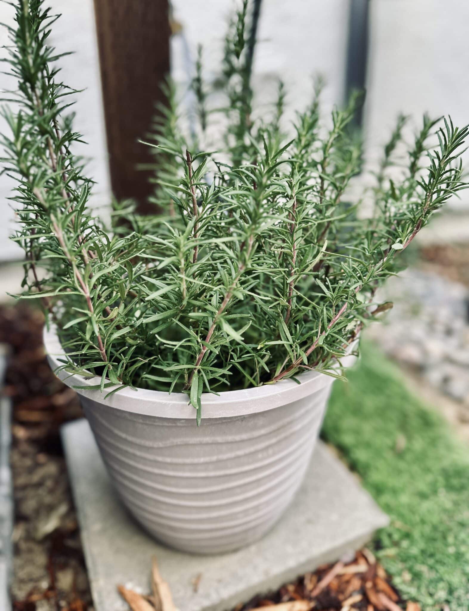 The Best Herb Combinations to Plant Together for a Thriving Garden ...