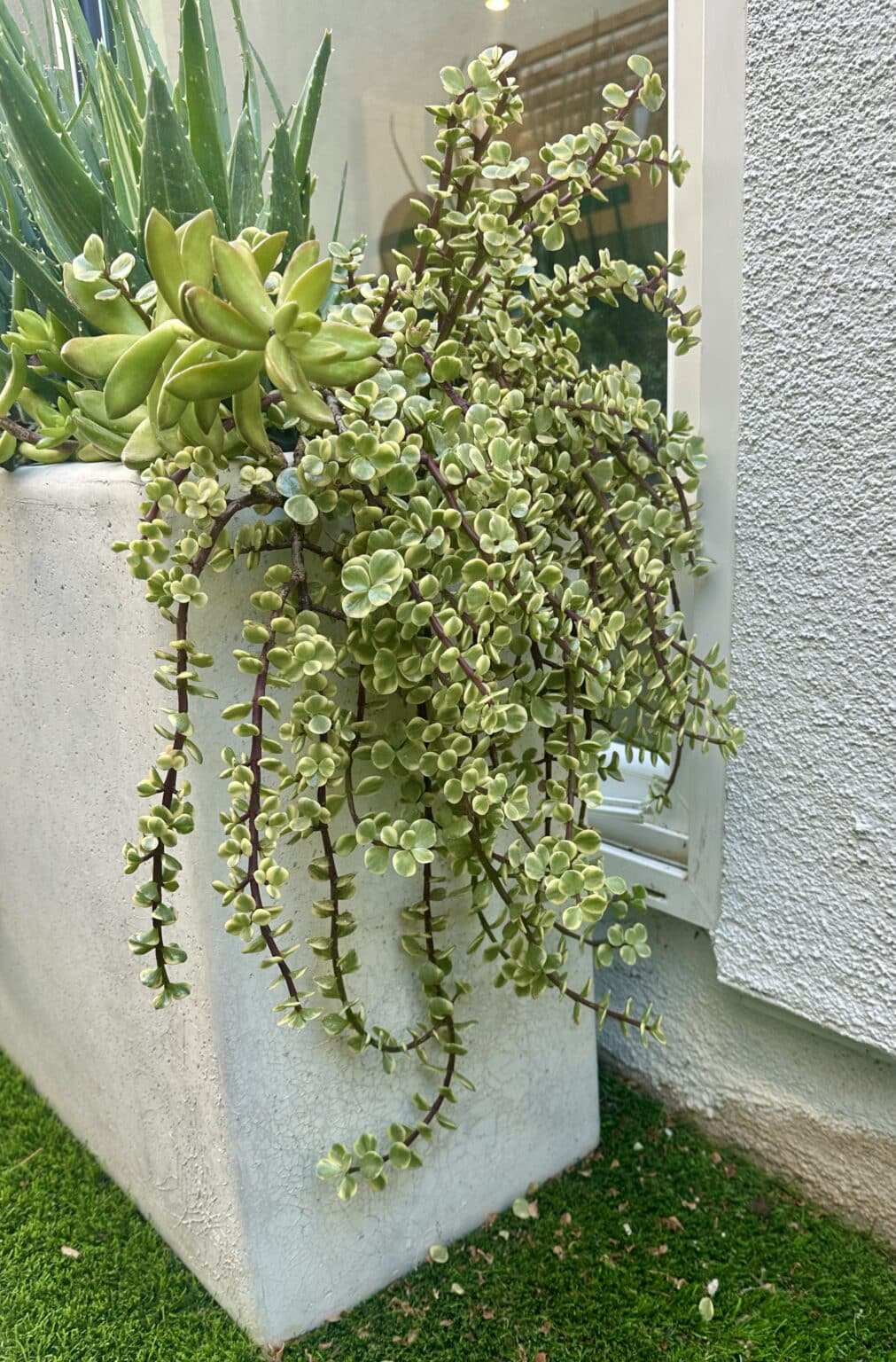 18 Plants to Elevate Your Small Backyard Landscaping – NATALIE LINDA