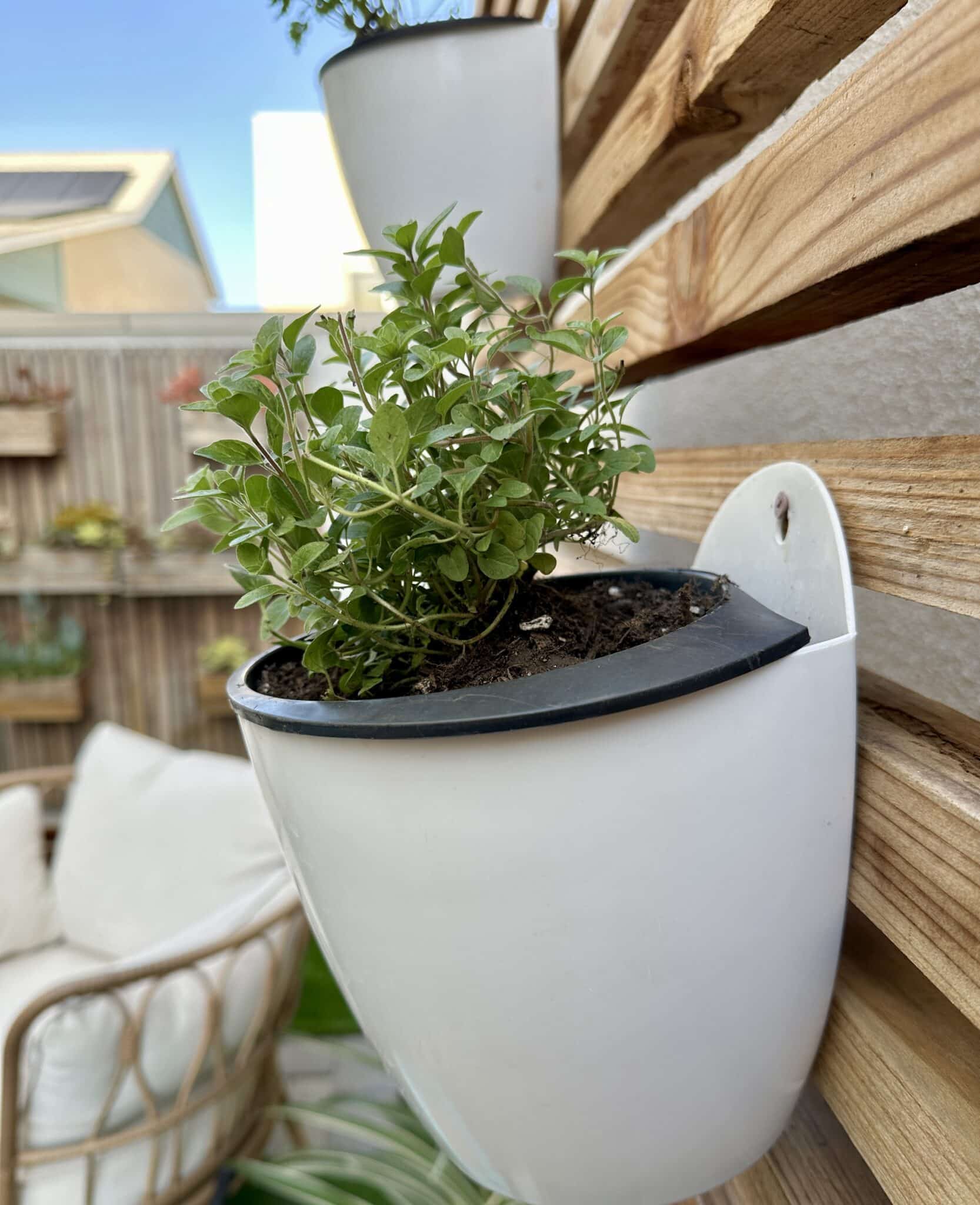 18 Plants to Elevate Your Small Backyard Landscaping – NATALIE LINDA