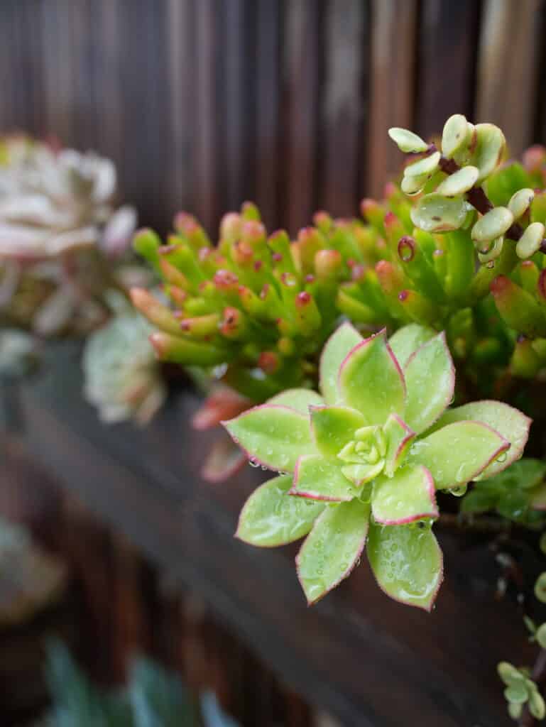 The Secret to Thriving Succulents: A Beginner’s Guide to Healthy, Happy ...